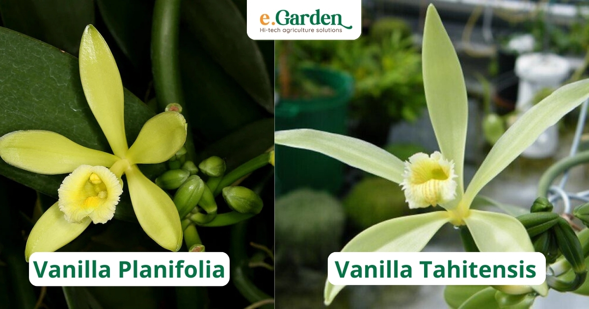 Vanilla từ A-Z: Nguồn gốc, công dụng và nhận biết Vani thiên nhiên - e ...